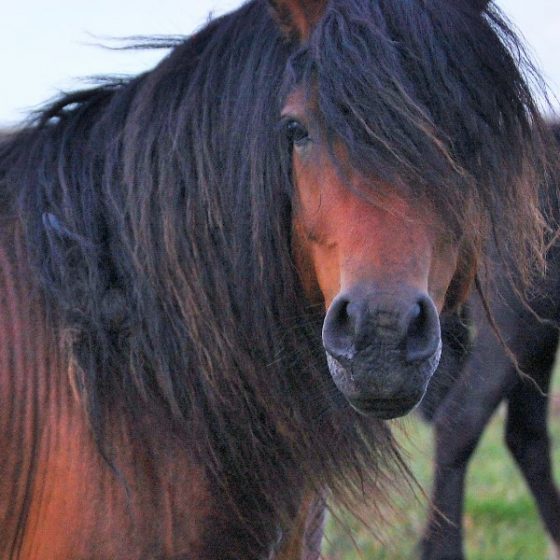 Dartmoor Ponies for sale - Widecombe in the Moor - Dartmoor